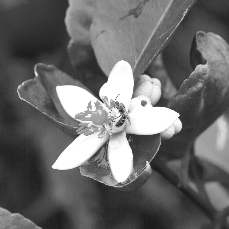 In Essence Eau de Parfum de Inme