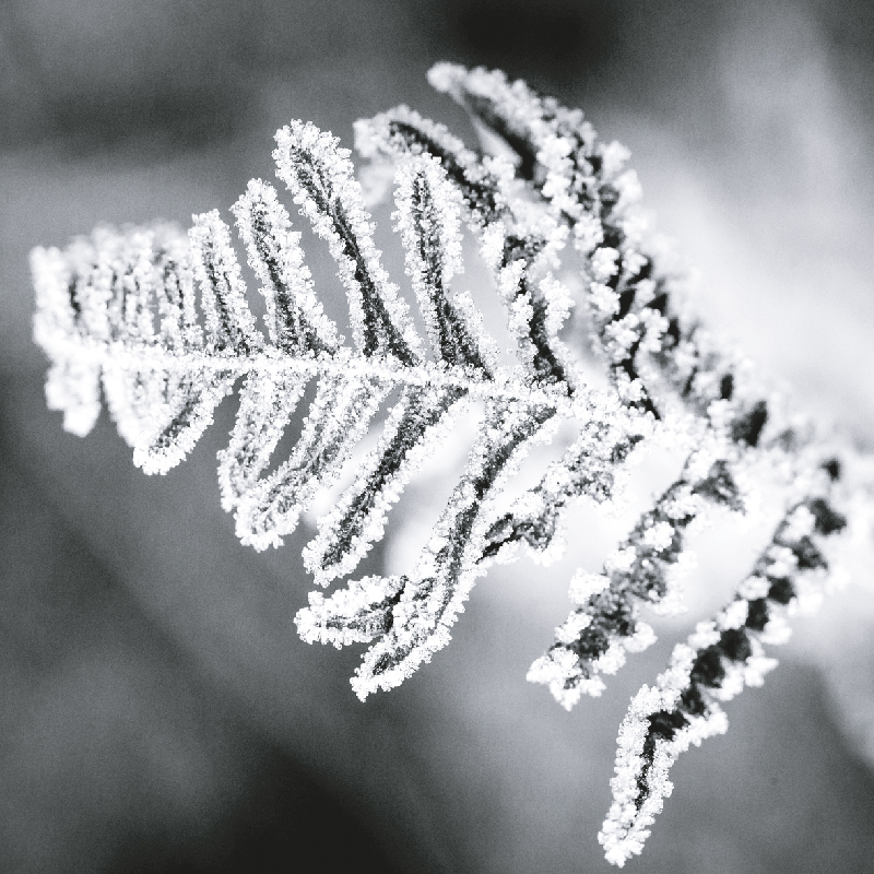 In Contrast Eau de Parfum de Inme